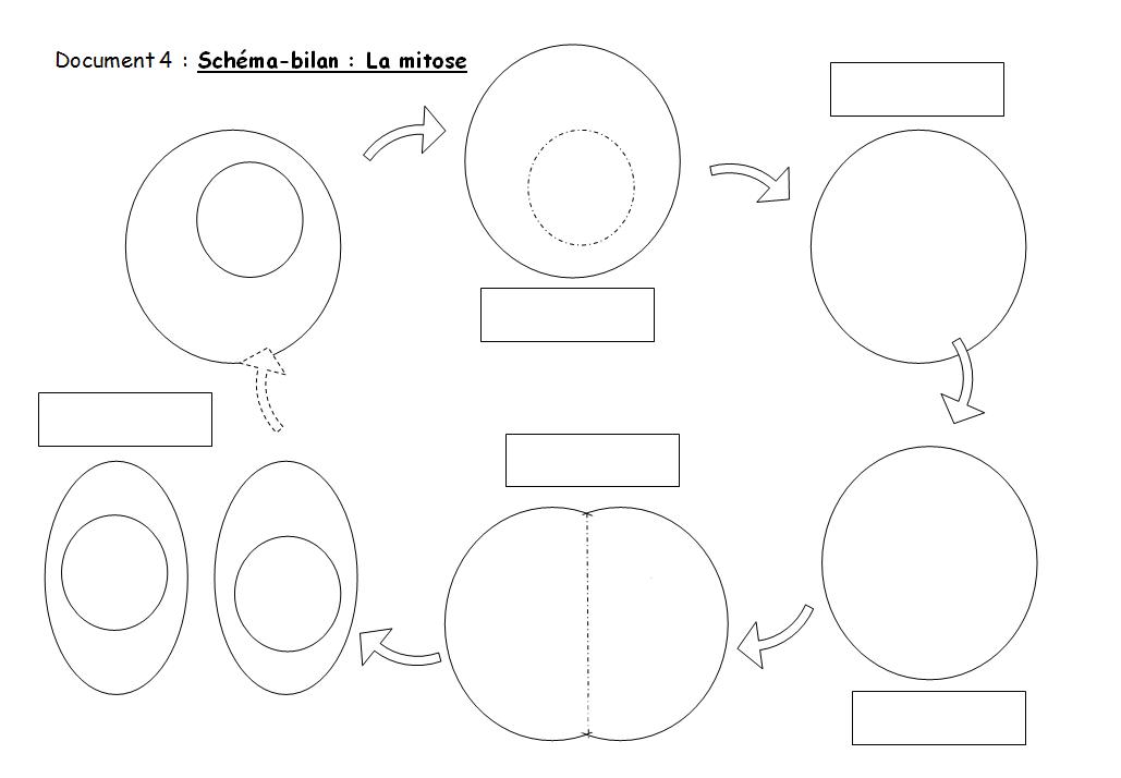 Activité 2 - La mitose :: leblogdelaprofdesvt