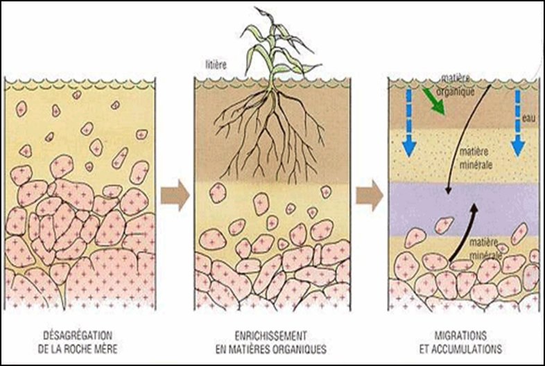 Chapitre 4 - Structure et fonctionnement des agrosystèmes ...
